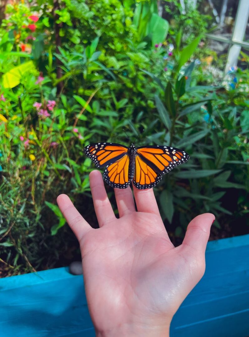 Spiritual Meaning of Monarch Butterfly Flying Around You - Insight state