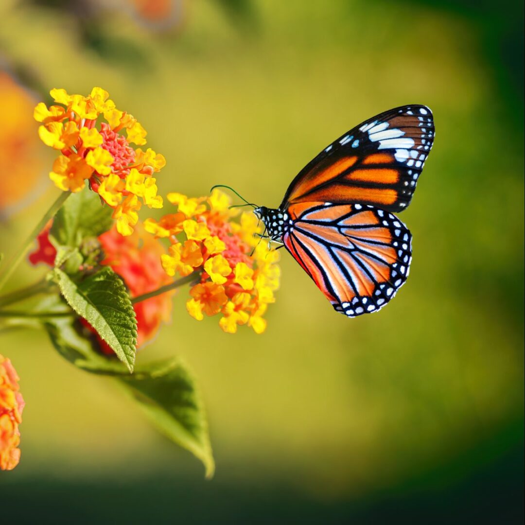 Spiritual Meaning of Monarch Butterfly Flying Around You - Insight state
