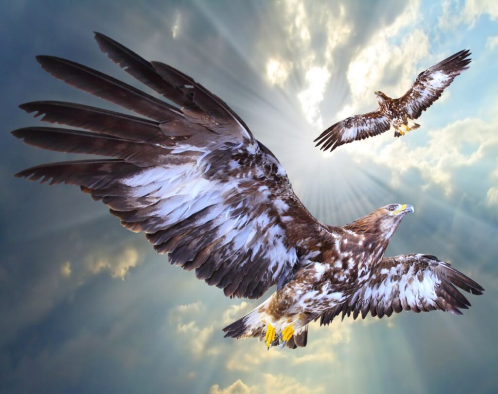 The Spiritual Meaning Of A Hawk Flying Over You - Insight state