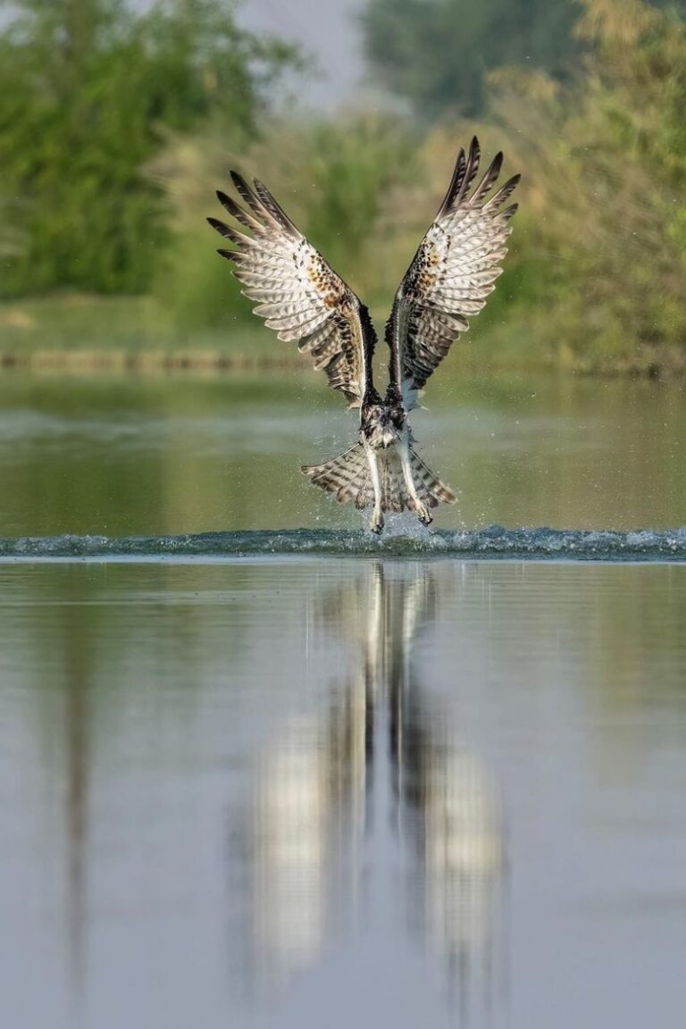 The Spiritual Meaning Of A Hawk Flying Over You - Insight state