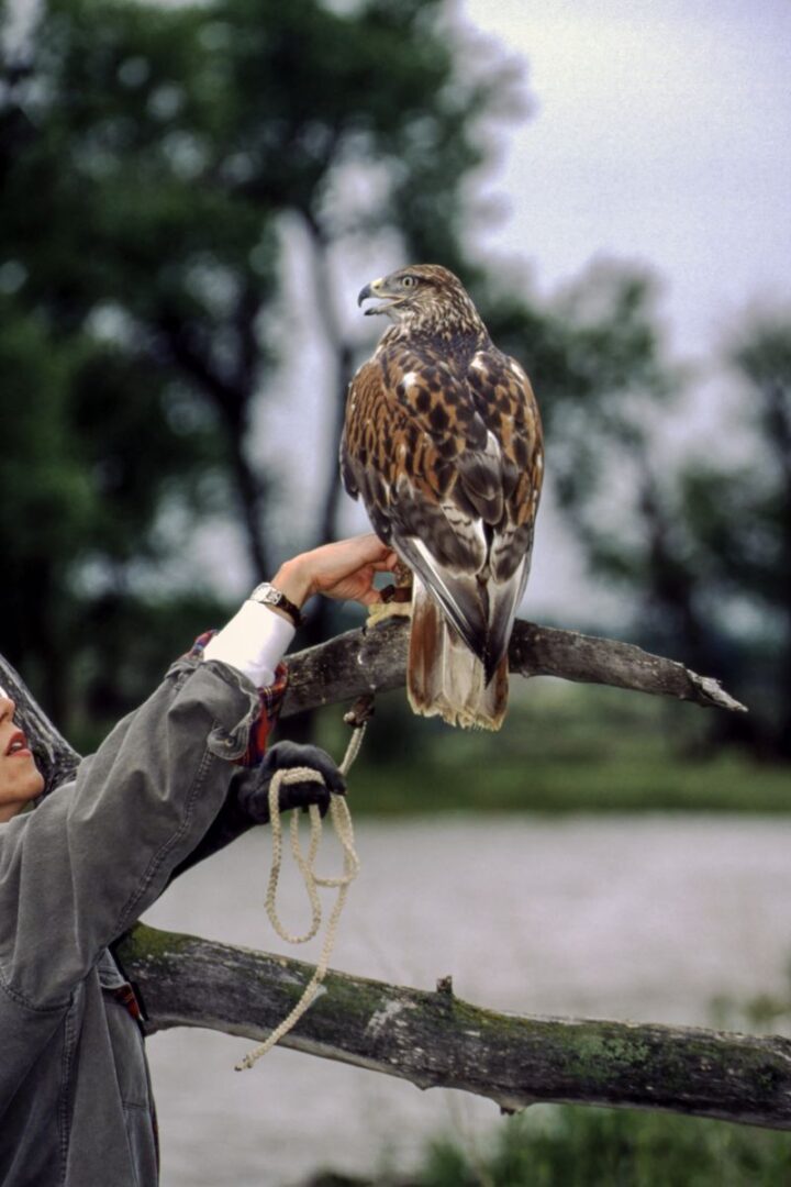 The Spiritual Meaning Of A Hawk Flying Over You - Insight state