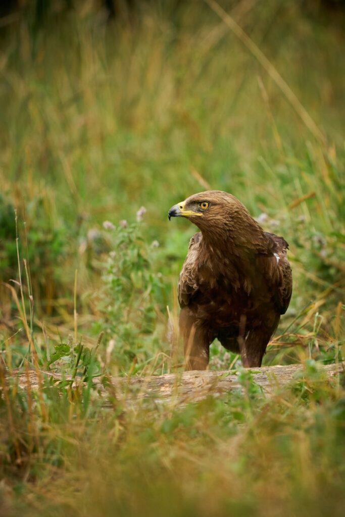 The Spiritual Meaning Of A Hawk Flying Over You - Insight state