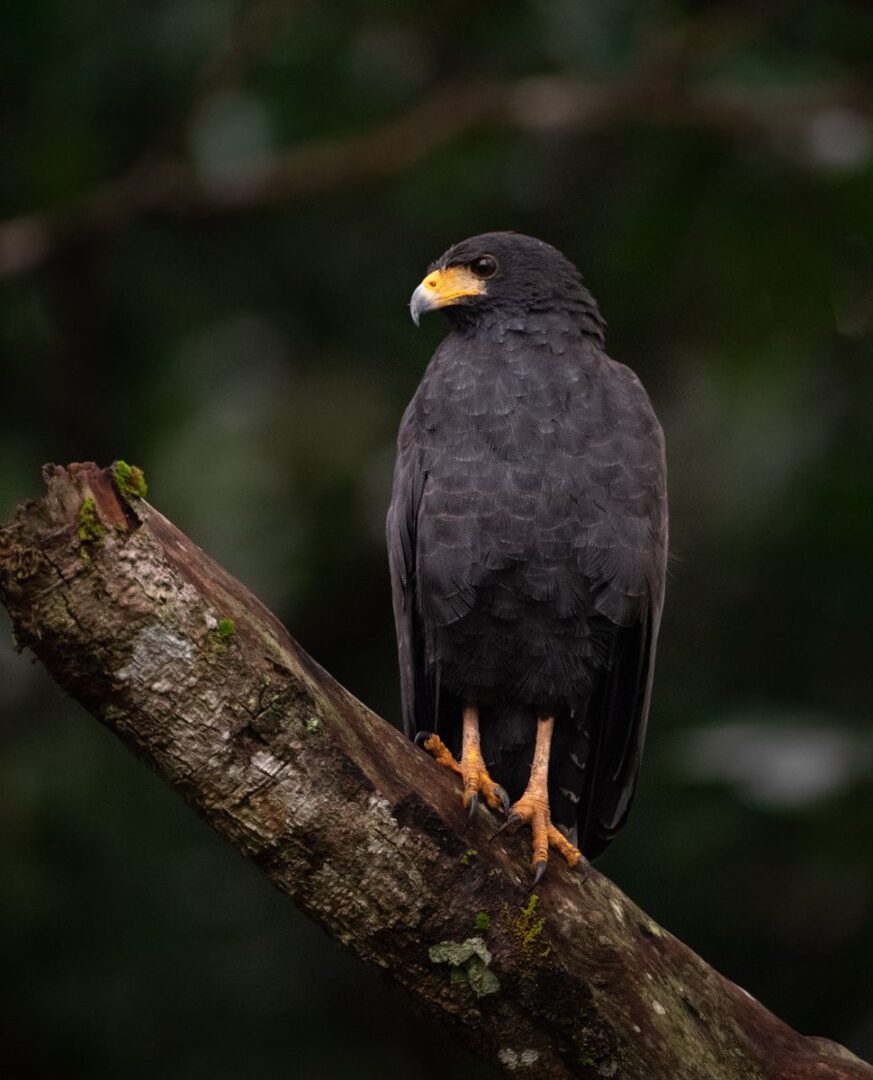 The Spiritual Meaning Of A Hawk Flying Over You - Insight state