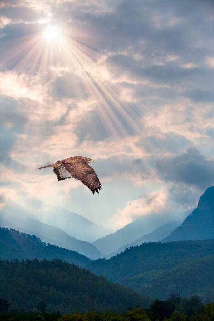 The Spiritual Meaning Of A Hawk Flying Over You - Insight state