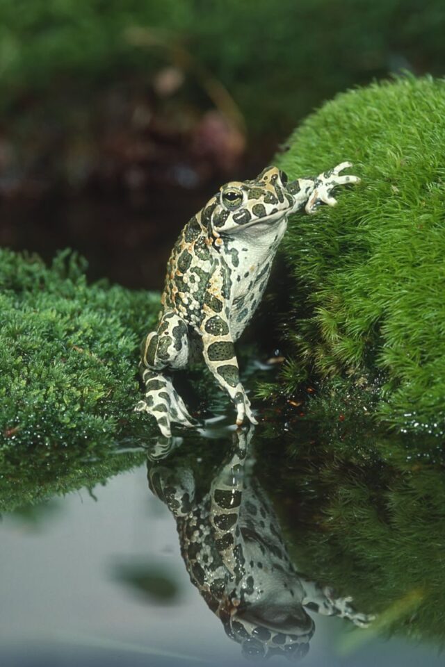 Toad Spiritual Meaning - Insight state