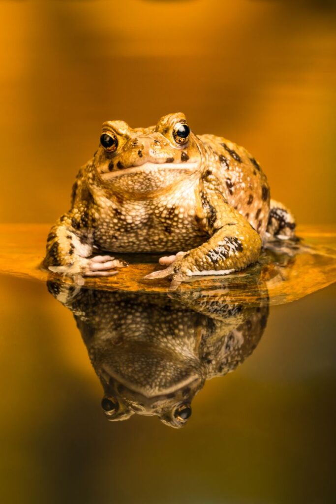 Toad Spiritual Meaning - Insight state