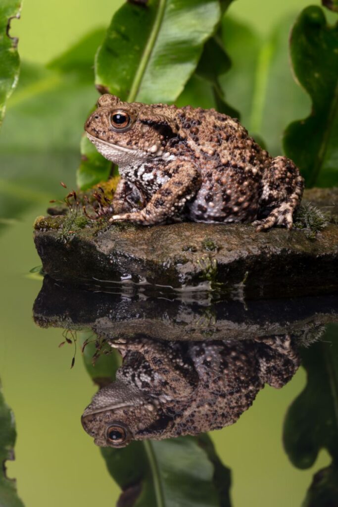 Toad Spiritual Meaning - Insight state