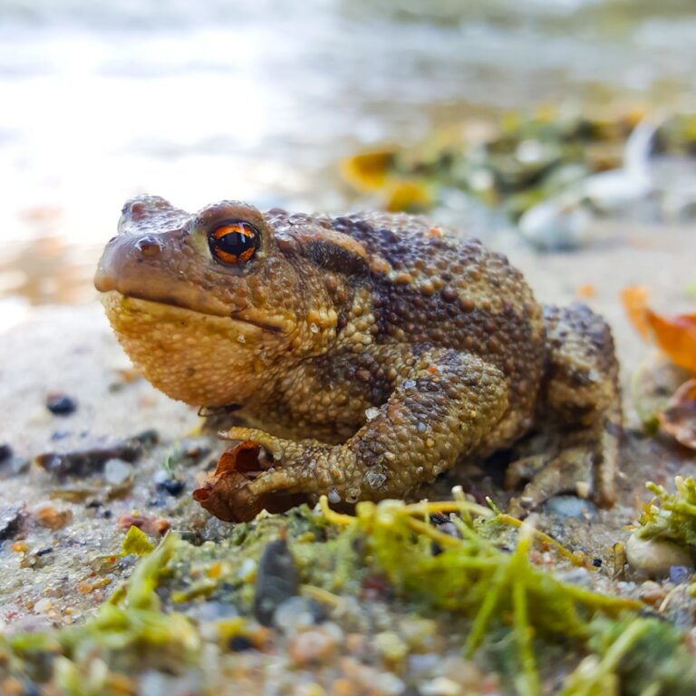 Toad Spiritual Meaning - Insight state