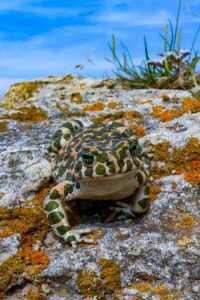 Toad Spiritual Meaning - Insight state