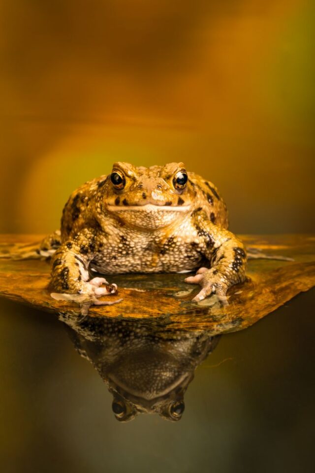 Toad Spiritual Meaning - Insight state