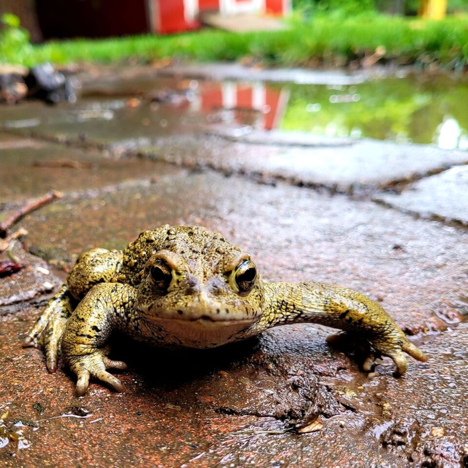 Toad Spiritual Meaning - Insight state