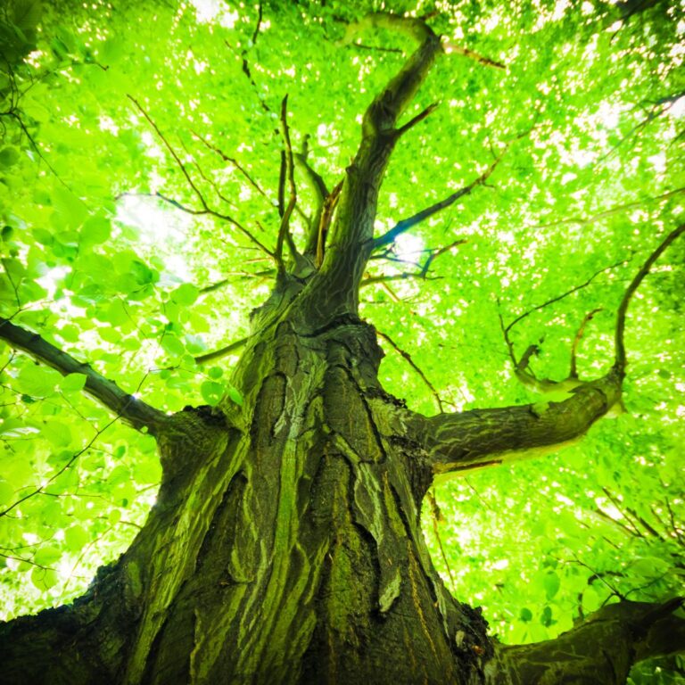 Tree Of Life Spiritual Meaning - Insight state