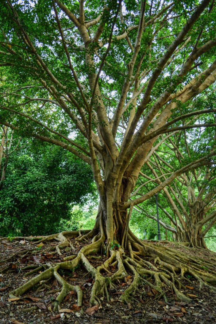 Tree Of Life Spiritual Meaning - Insight state