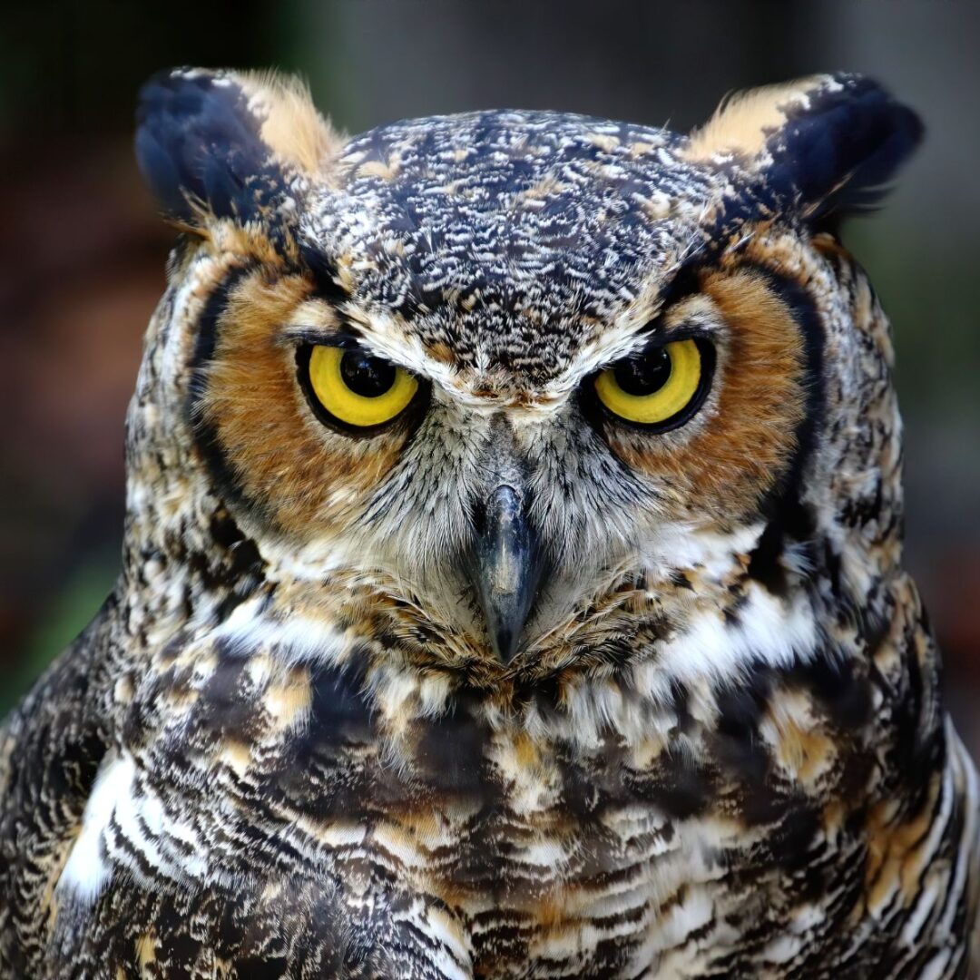 Owl Hooting At Night Spiritual Meaning - Insight state