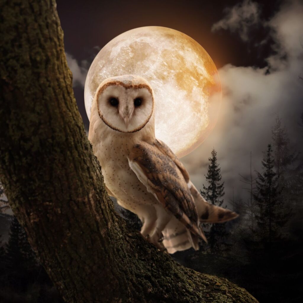Owl Hooting At Night Spiritual Meaning - Insight state