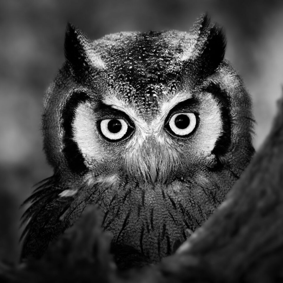 Owl Hooting At Night Spiritual Meaning - Insight state