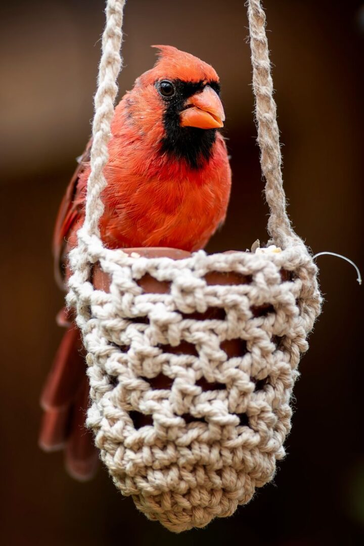 Seeing A Red Cardinal Spiritual Meanings - Insight state