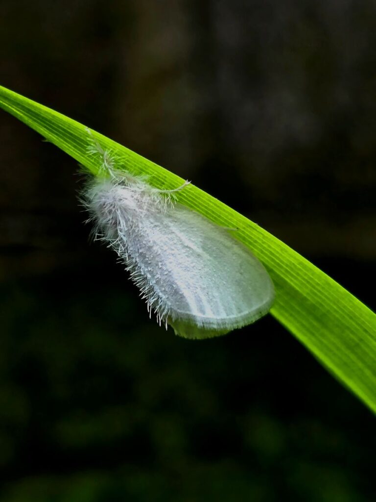 White Moth Spiritual Meaning - Insight state