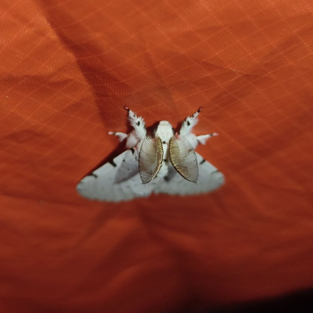 White Moth Spiritual Meaning - Insight state