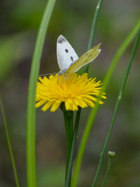 White Moth Spiritual Meaning - Insight state