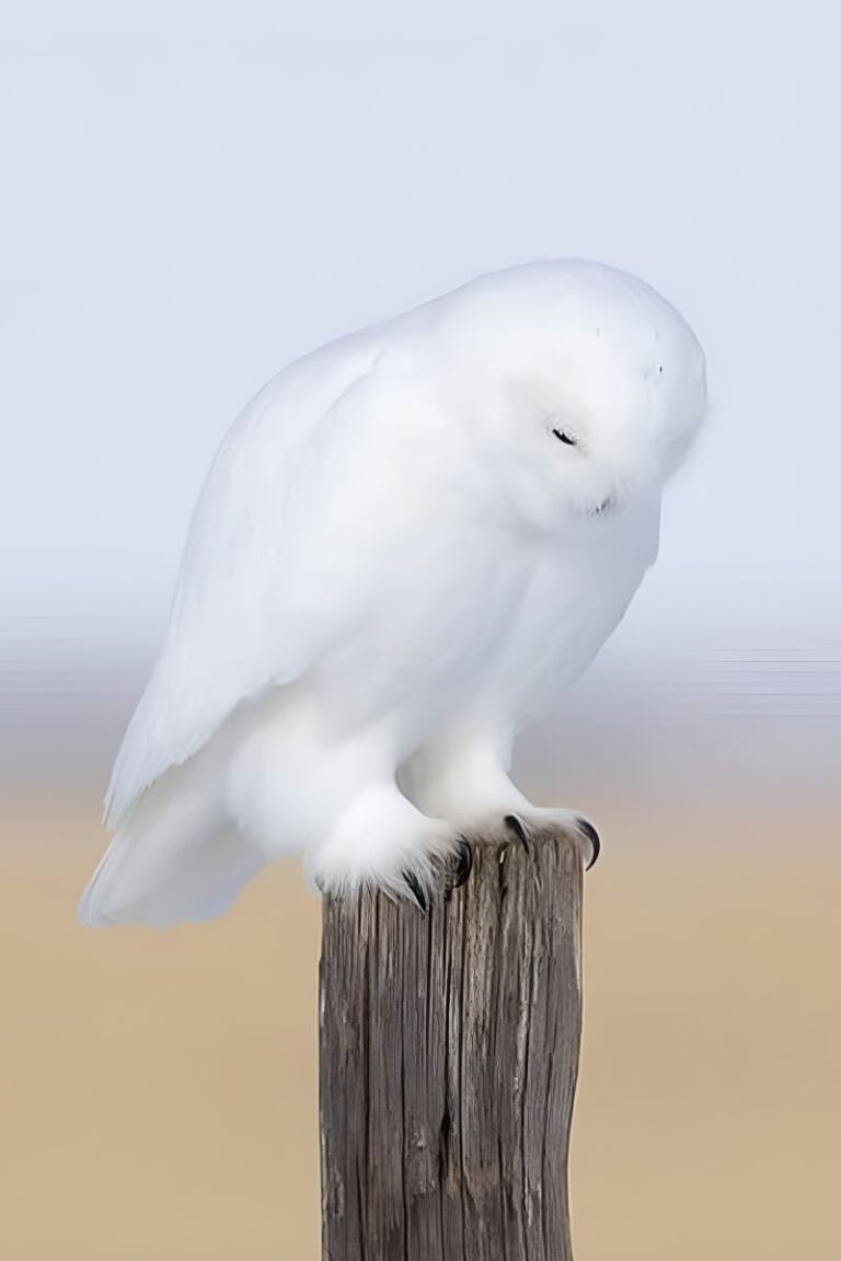 White Owl Spiritual Meaning - Insight state