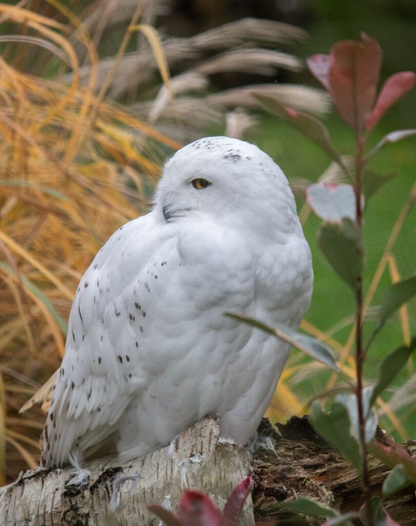 White Owl Spiritual Meaning - Insight state