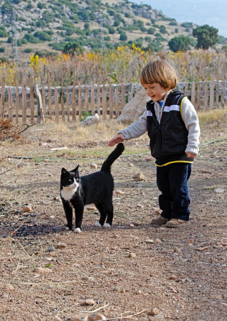 Why Does My Cat Follow Me Everywhere Spiritual Meaning - Insight state