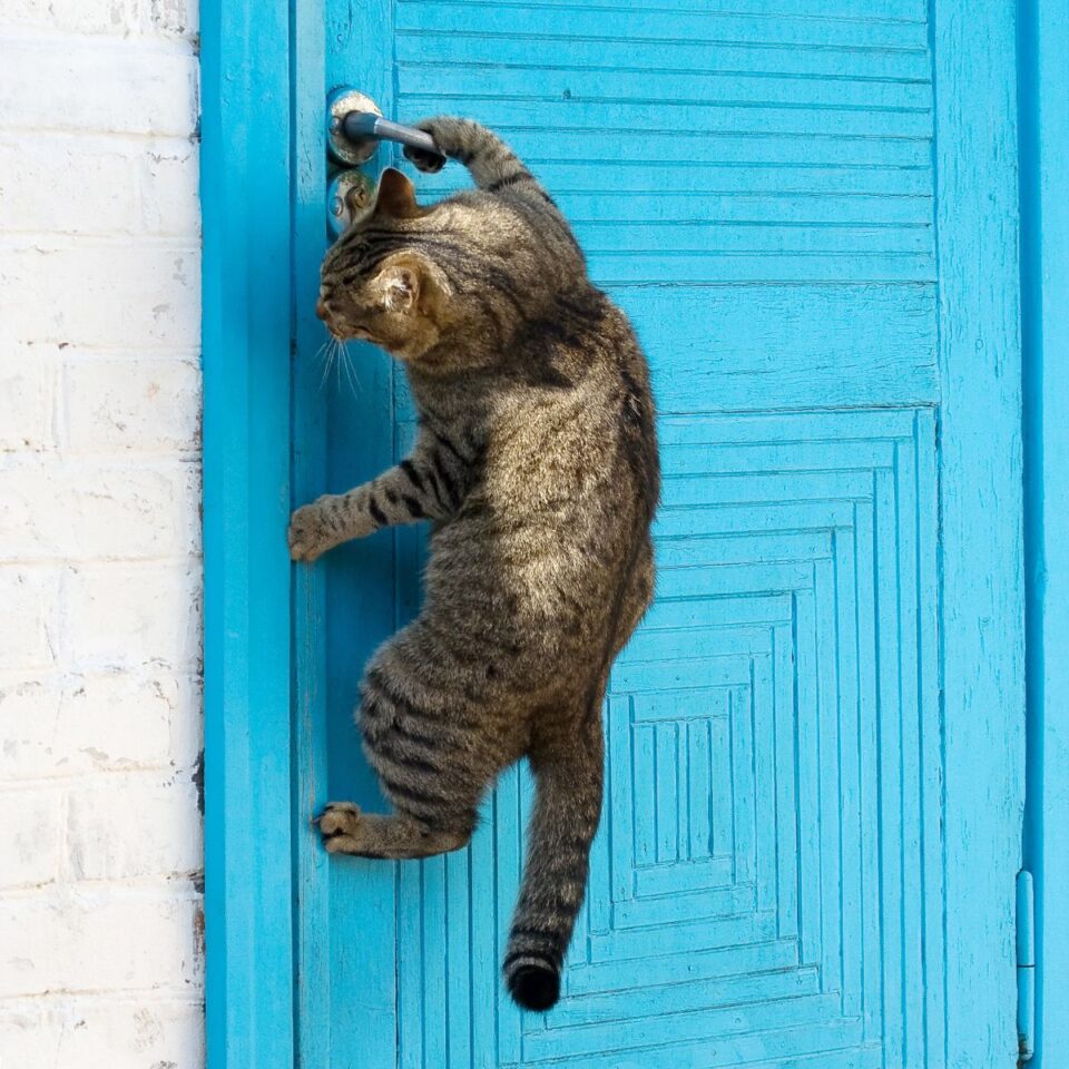 Why Does My Cat Follow Me Everywhere Spiritual Meaning - Insight state