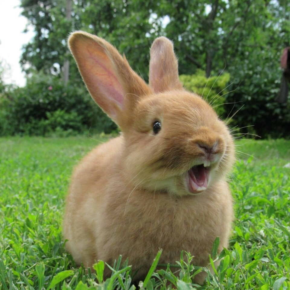 Rabbit Spiritual Meaning - Insight state