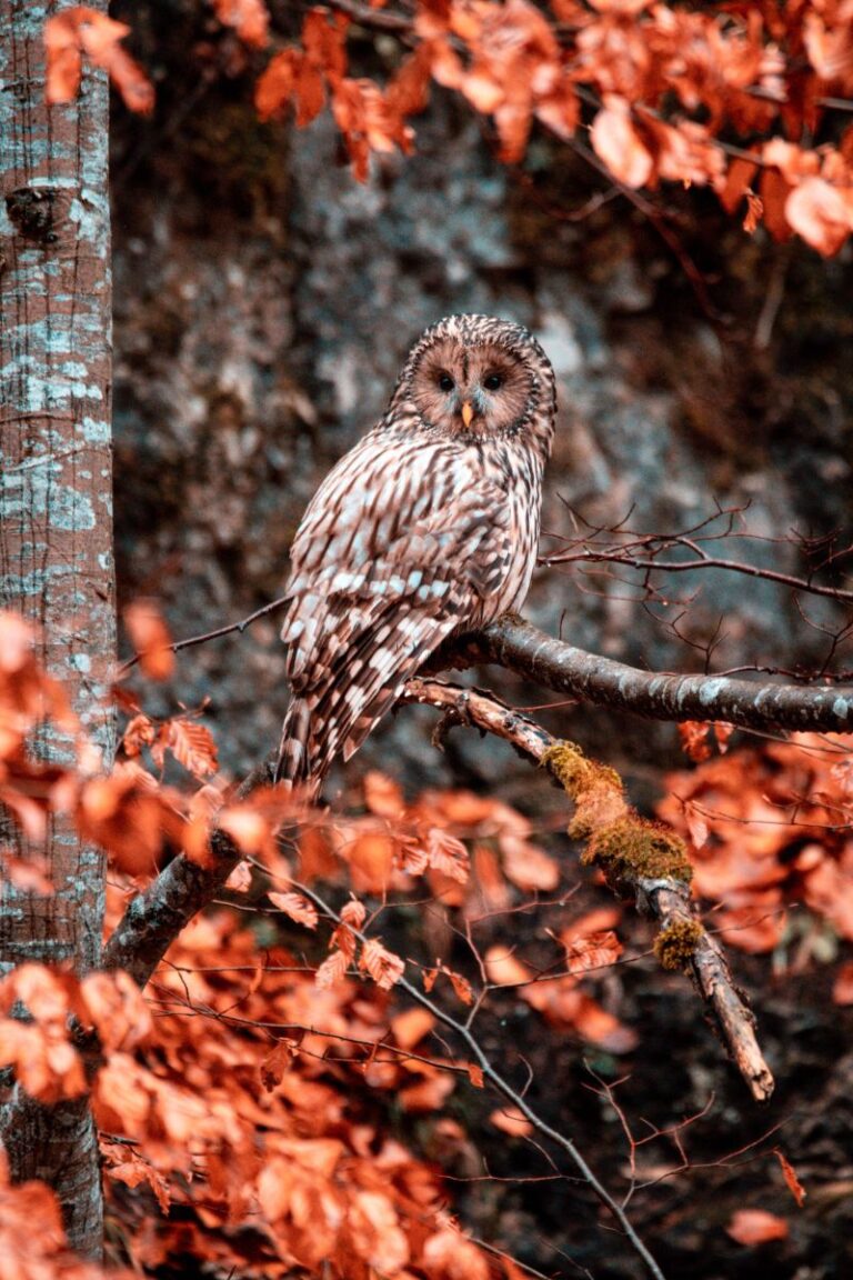 Spiritual Meaning Of Seeing An Owl During The Day - Insight state