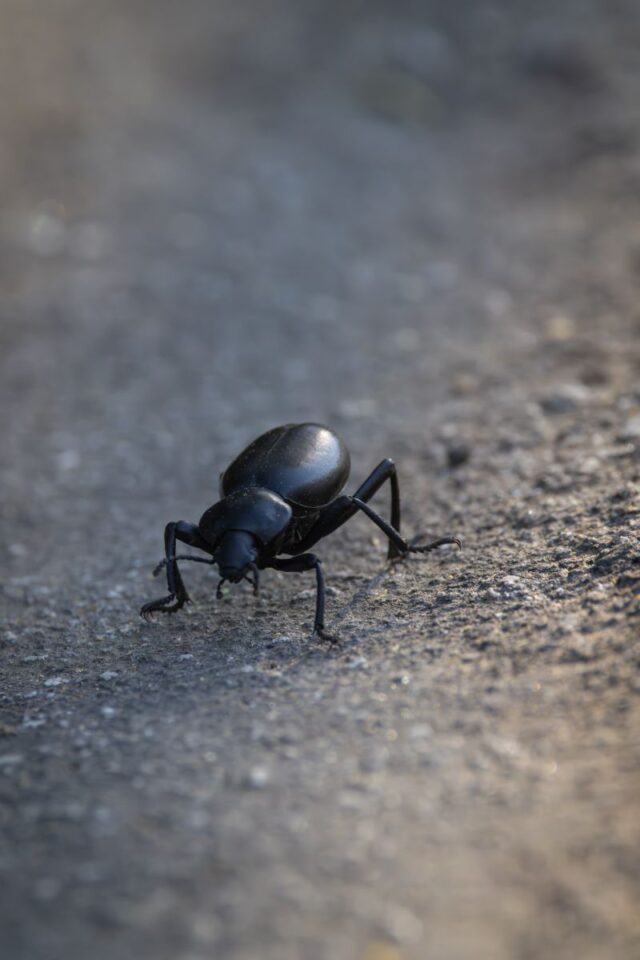 Black Beetle Spiritual Meaning - Insight state