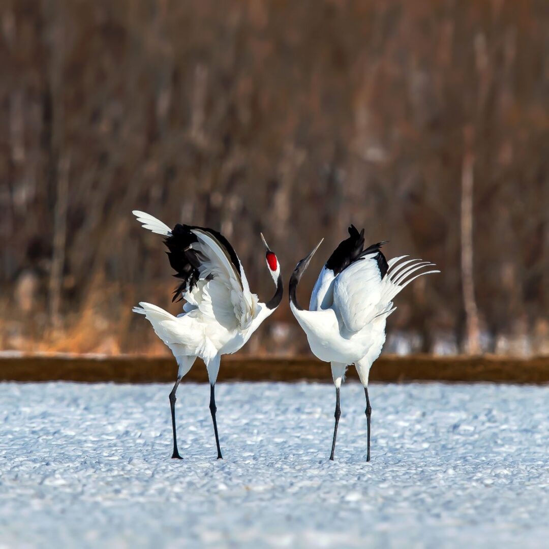 Crane Spiritual Meaning - Insight state