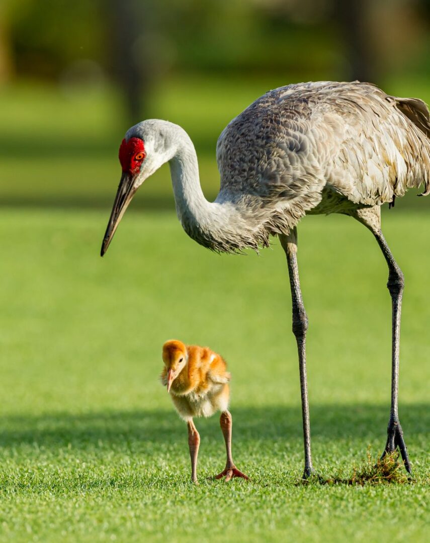 Crane Spiritual Meaning - Insight state