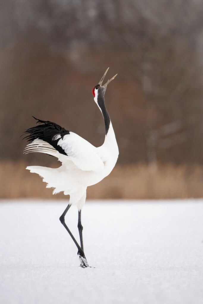 Crane Spiritual Meaning - Insight state