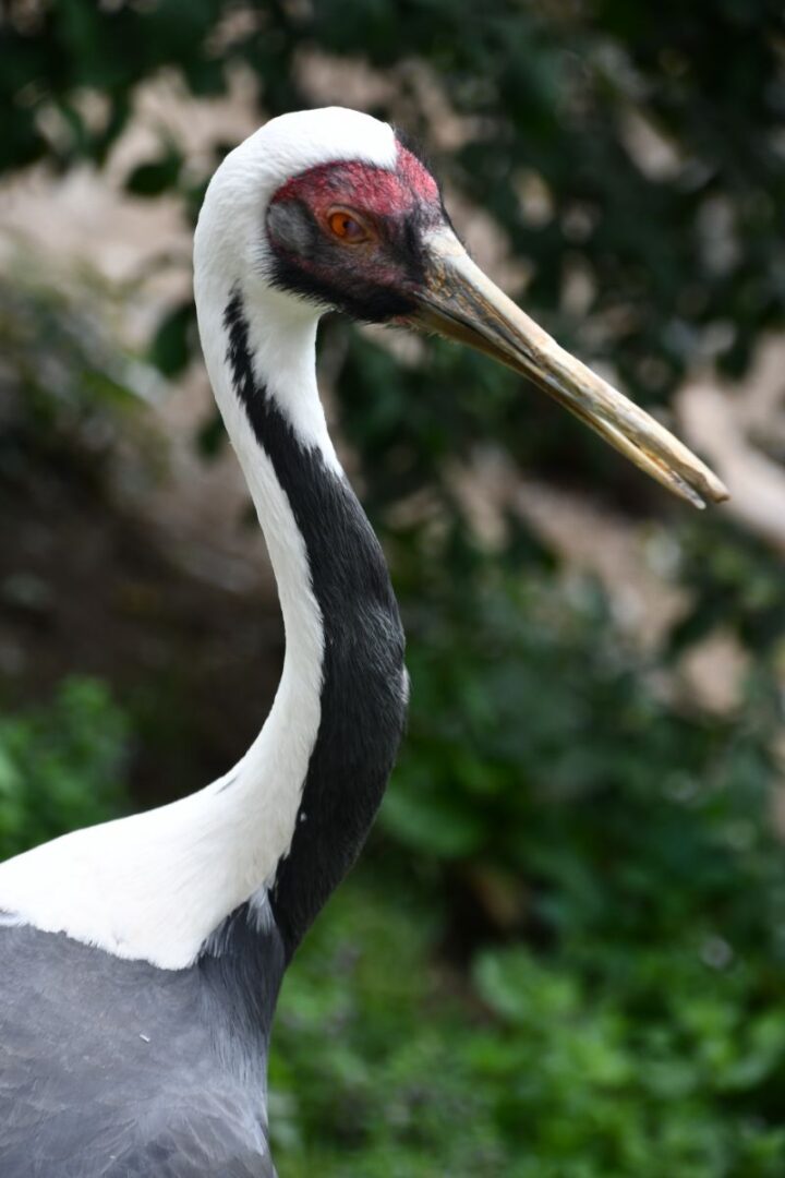 Crane Spiritual Meaning - Insight state