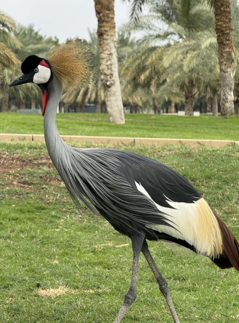 Crane Spiritual Meaning - Insight state