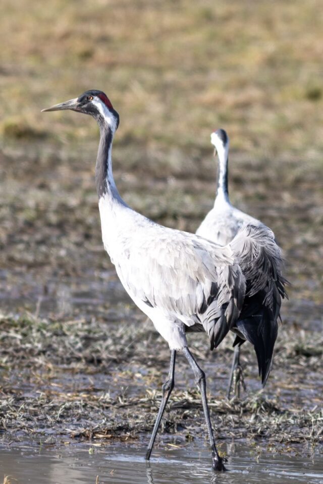 Crane Spiritual Meaning - Insight state