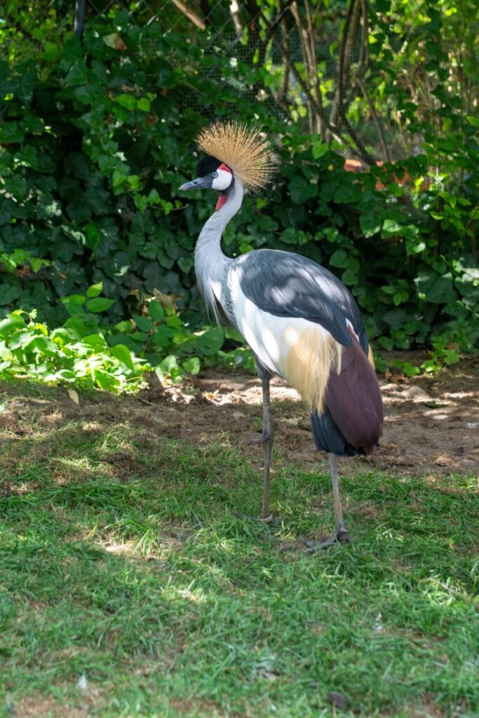 Crane Spiritual Meaning - Insight state