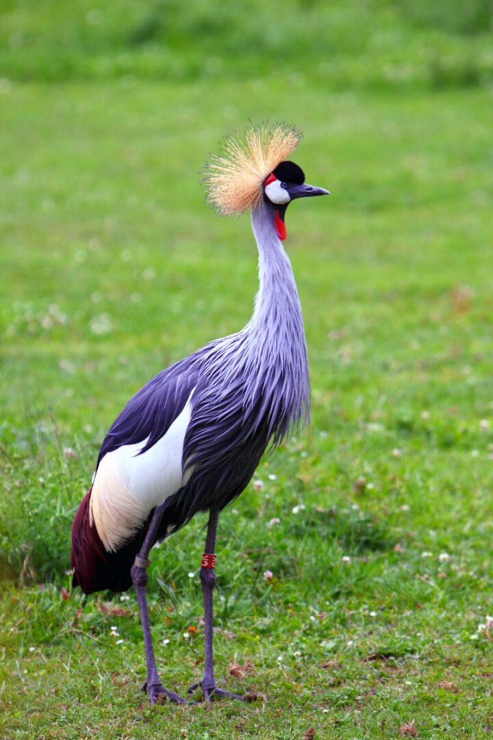 Crane Spiritual Meaning - Insight state
