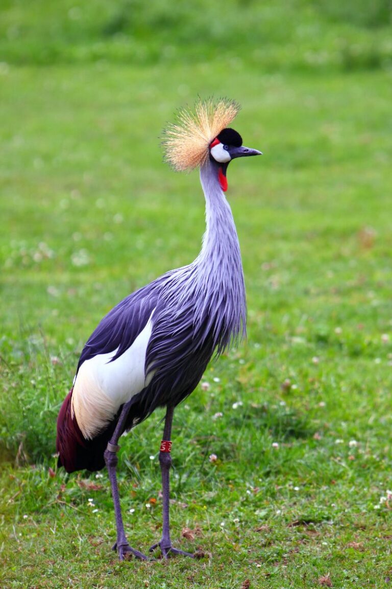 Crane Spiritual Meaning - Insight state