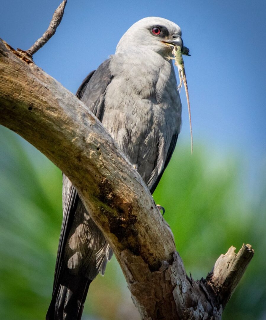Mississippi Kite Spiritual Meaning - Insight state