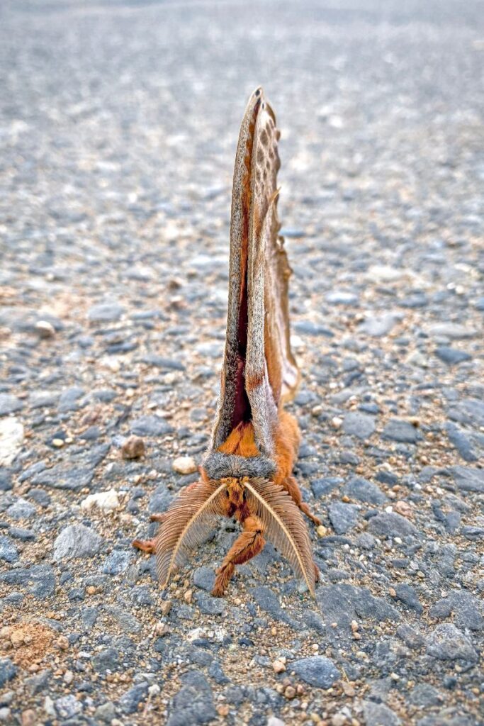 Polyphemus Moth Spiritual Meaning - Insight state