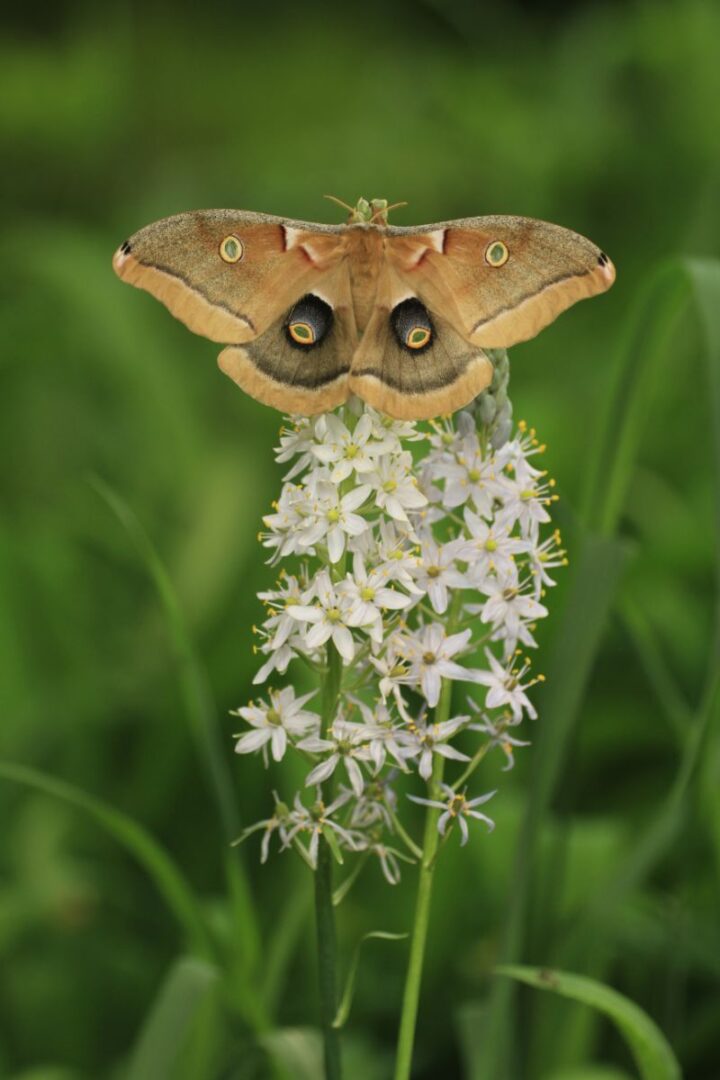 Polyphemus Moth Spiritual Meaning - Insight state
