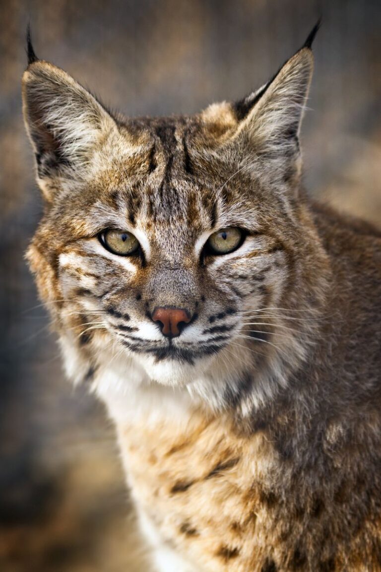 Spiritual Meaning Of A Bobcat Crossing Your Path - Insight state