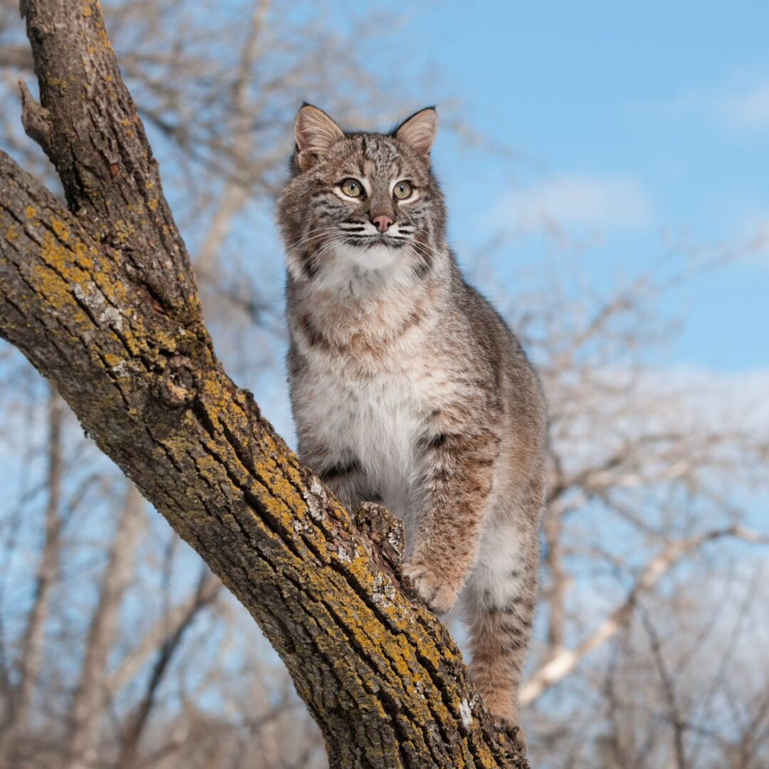 Spiritual Meaning Of A Bobcat Crossing Your Path - Insight state