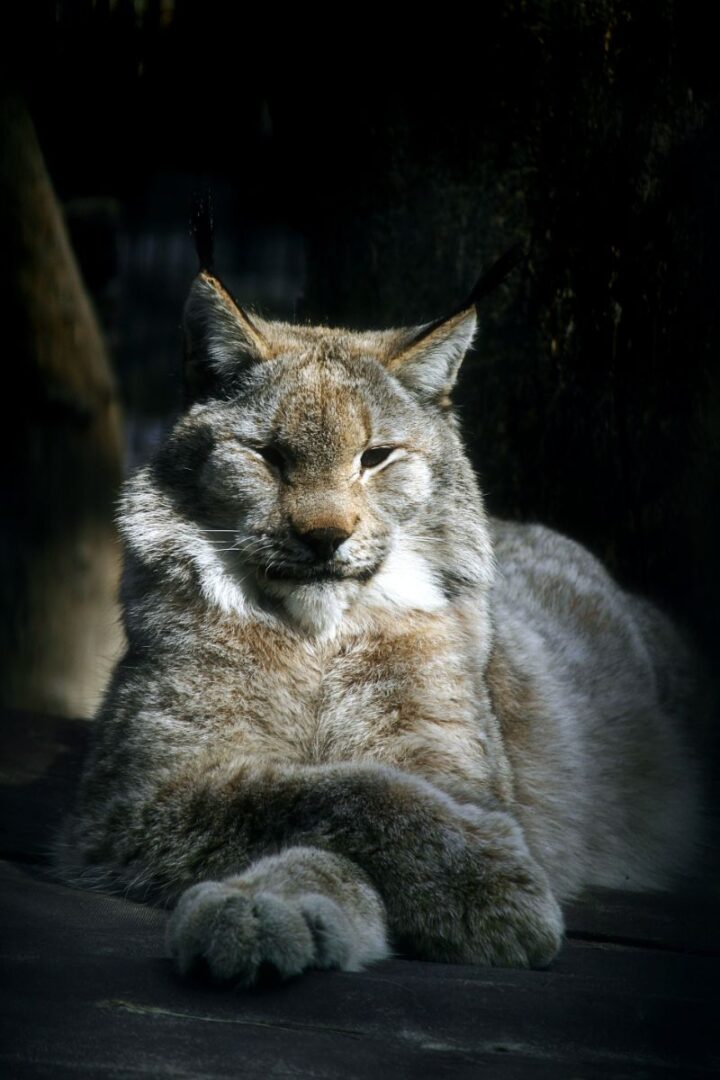 Spiritual Meaning Of A Bobcat Crossing Your Path - Insight state