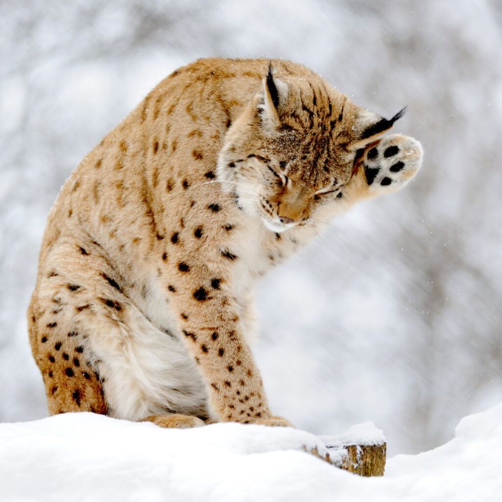 Spiritual Meaning Of A Bobcat Crossing Your Path - Insight state