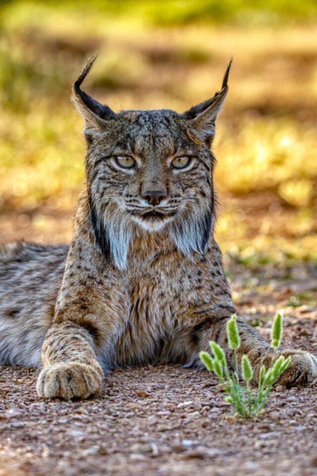 Spiritual Meaning Of A Bobcat Crossing Your Path - Insight state