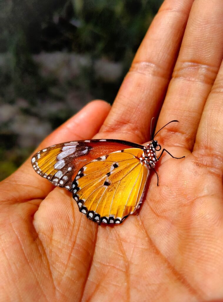 Spiritual Meaning Of Seeing A Butterfly - Insight state