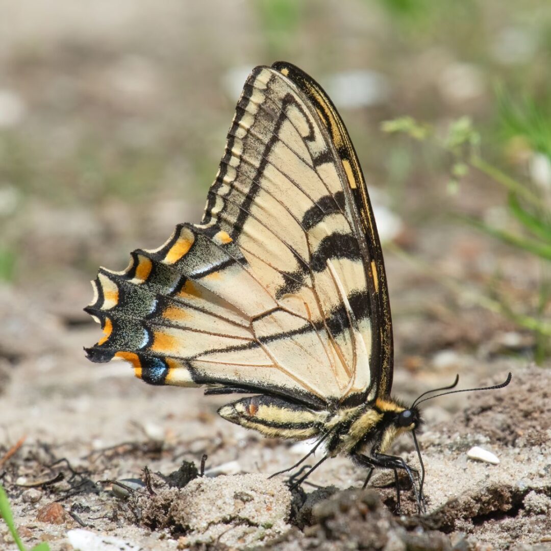 Swallowtail Butterfly Spiritual Meaning - Insight state